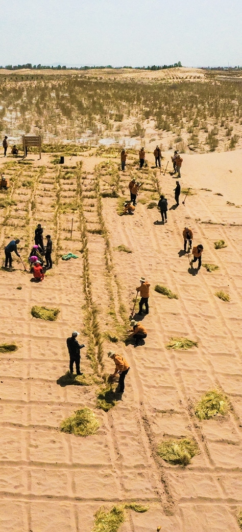 Net Zero Forest-YutongGlobal